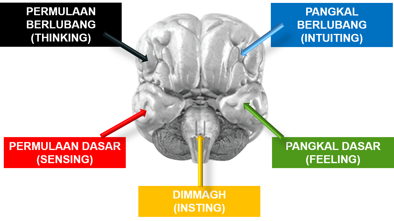 Tes STIFIn Resmi | STIFInaction Official | Stifin | Personaliti Genetic